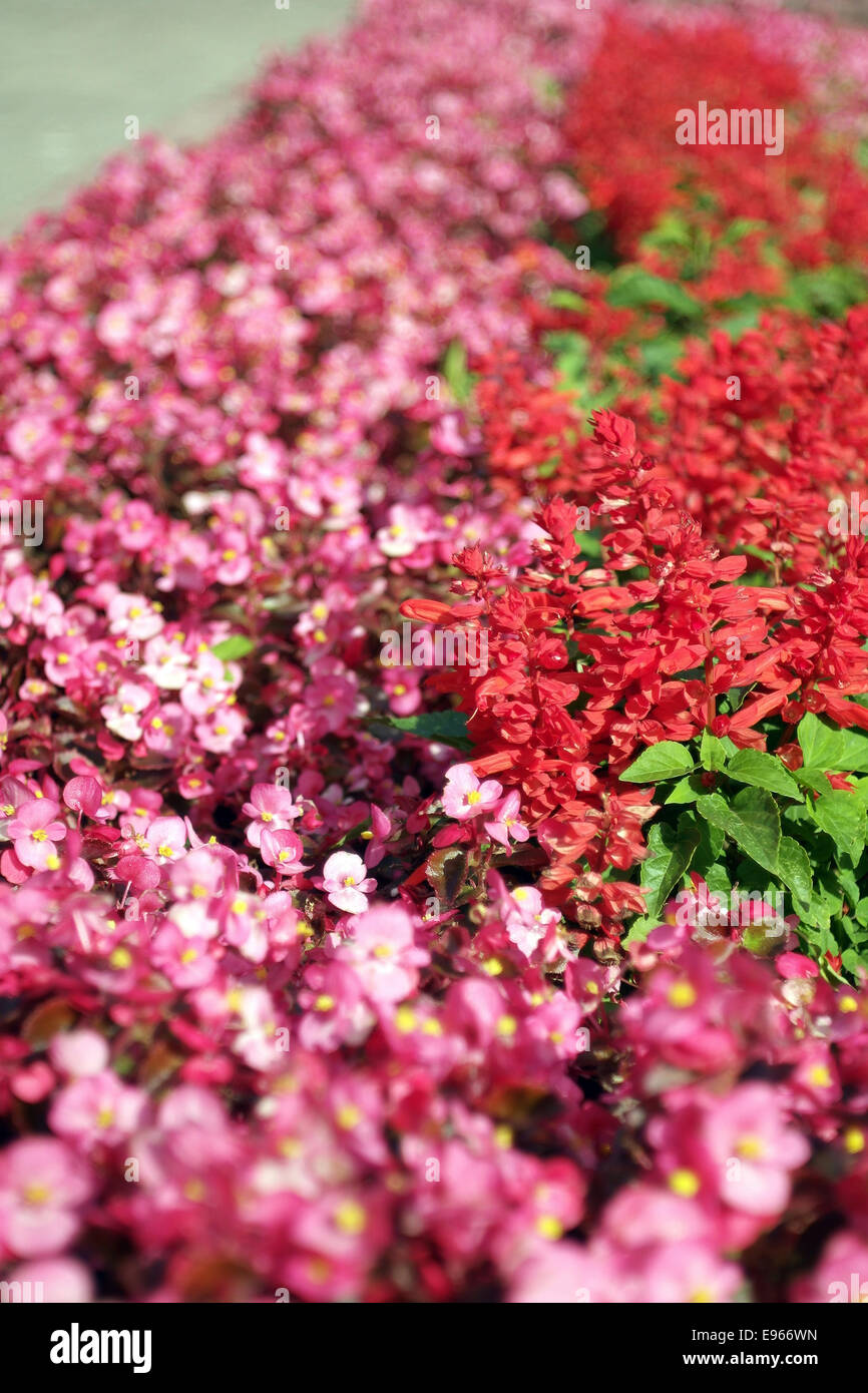 red little flowers Stock Photo - Alamy