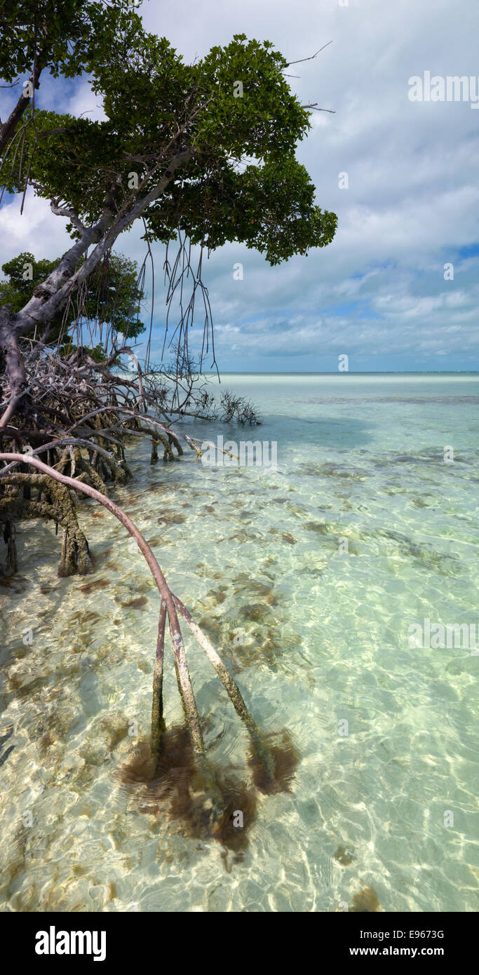 Mangroves in the Mud Key's, Key West Stock Photo - Alamy