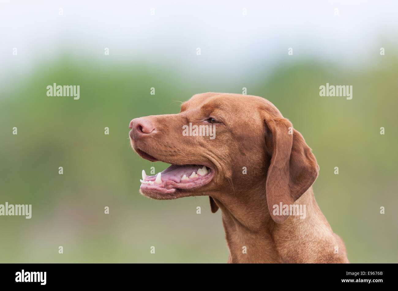 A happy looking Vizsla dog (Hungarian pointer) stands in a green field ...