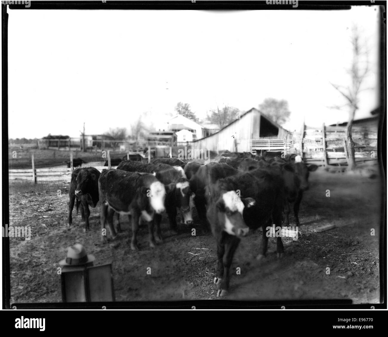 A photograph depicting cattle, showcasing livestock in a rural setting ...