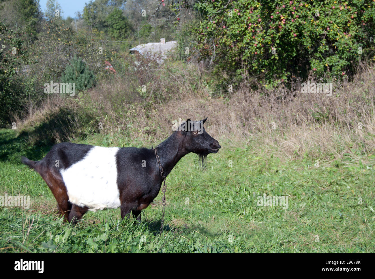 Grazed by animals hi-res stock photography and images - Alamy