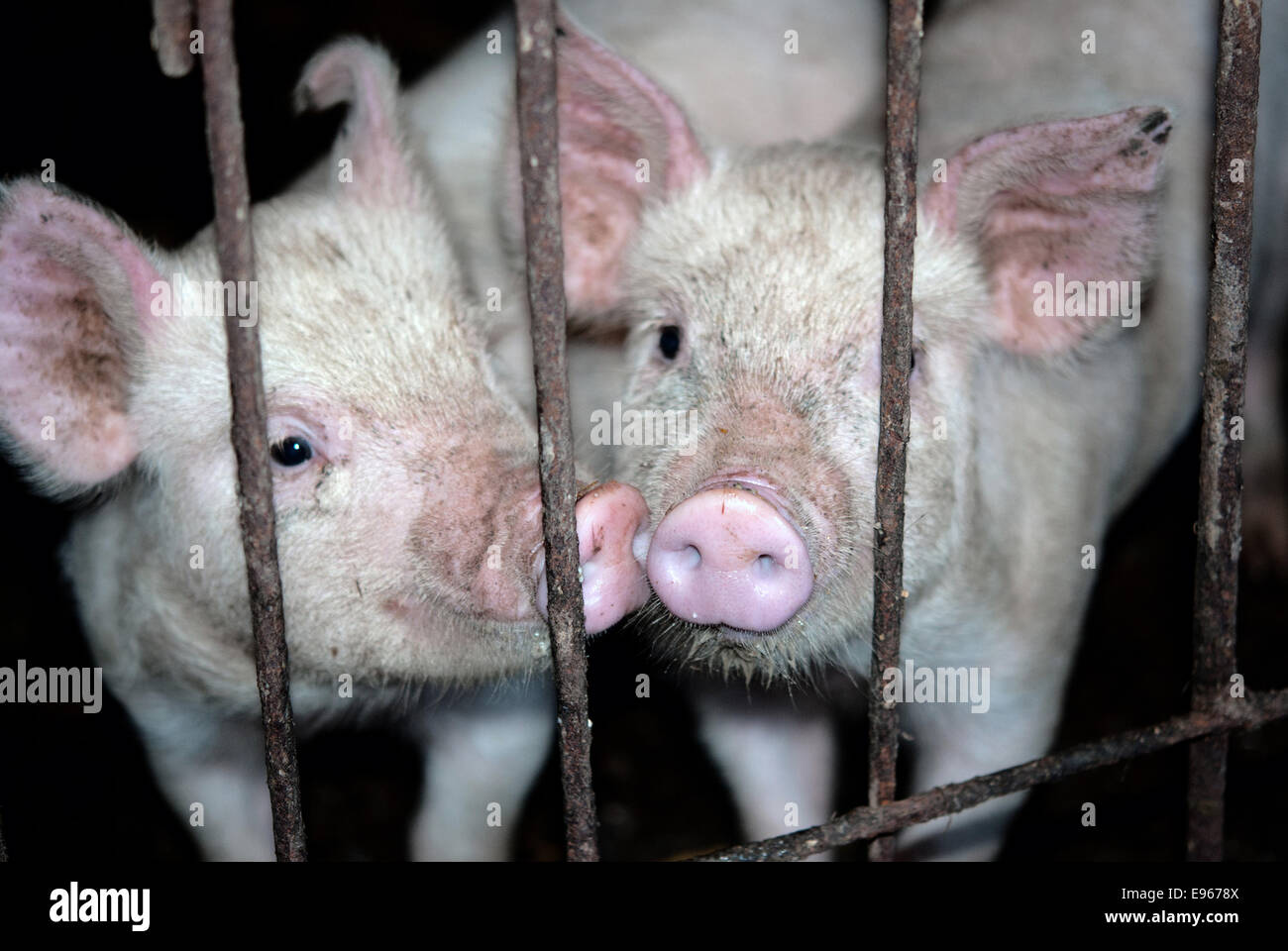 Dirty cage hi-res stock photography and images - Alamy
