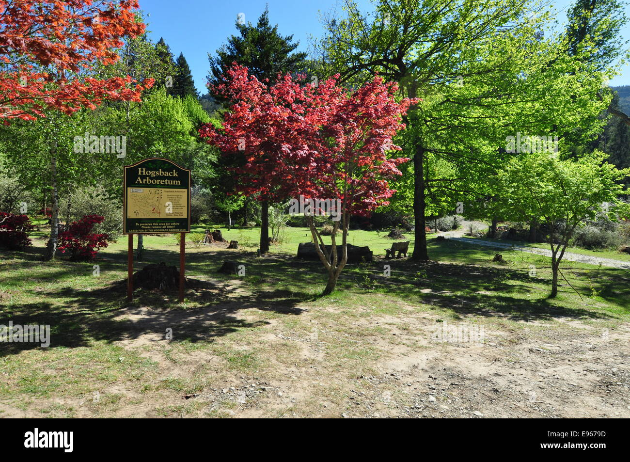 Arboretum in Hogsback, South Africa Stock Photo - Alamy