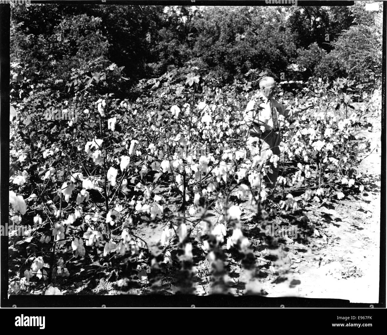A historical photograph showcasing a cotton crop, with workers in the ...