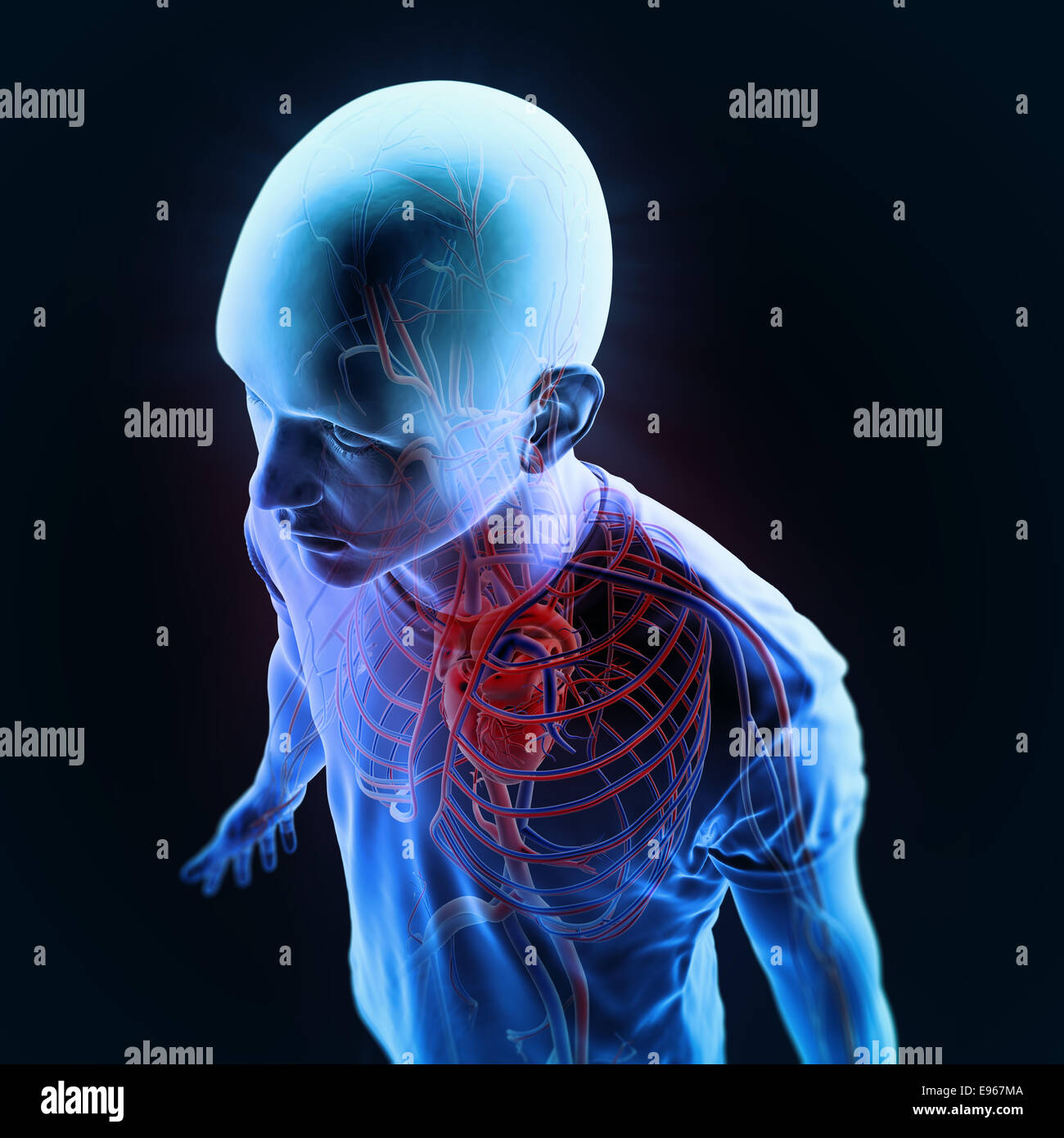Circulatory system hi-res stock photography and images - Alamy