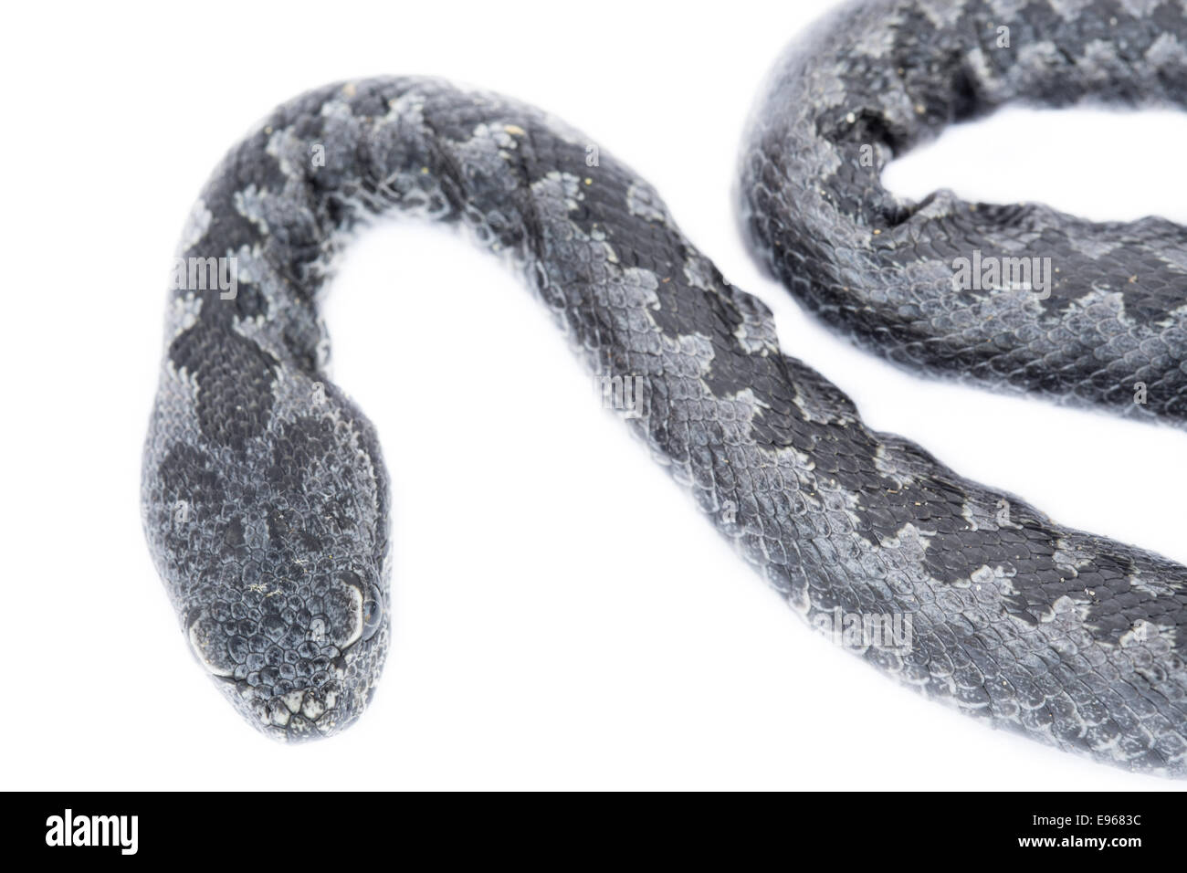 Vipera latastei hi-res stock photography and images - Alamy