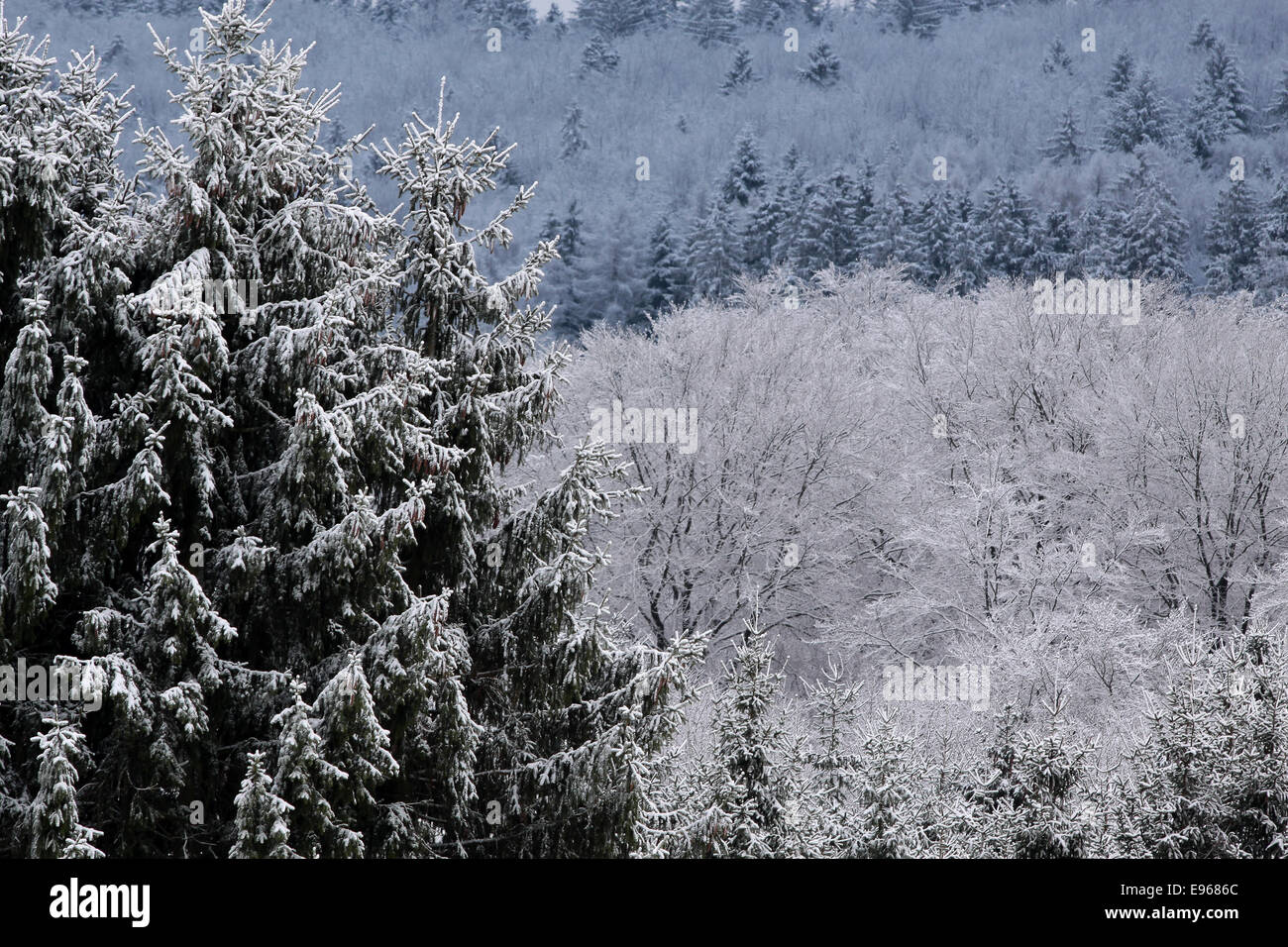 Wintry forest hi-res stock photography and images - Alamy