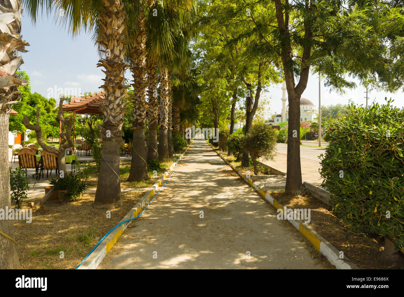 Sidewalk under the palm trees Stock Photo - Alamy