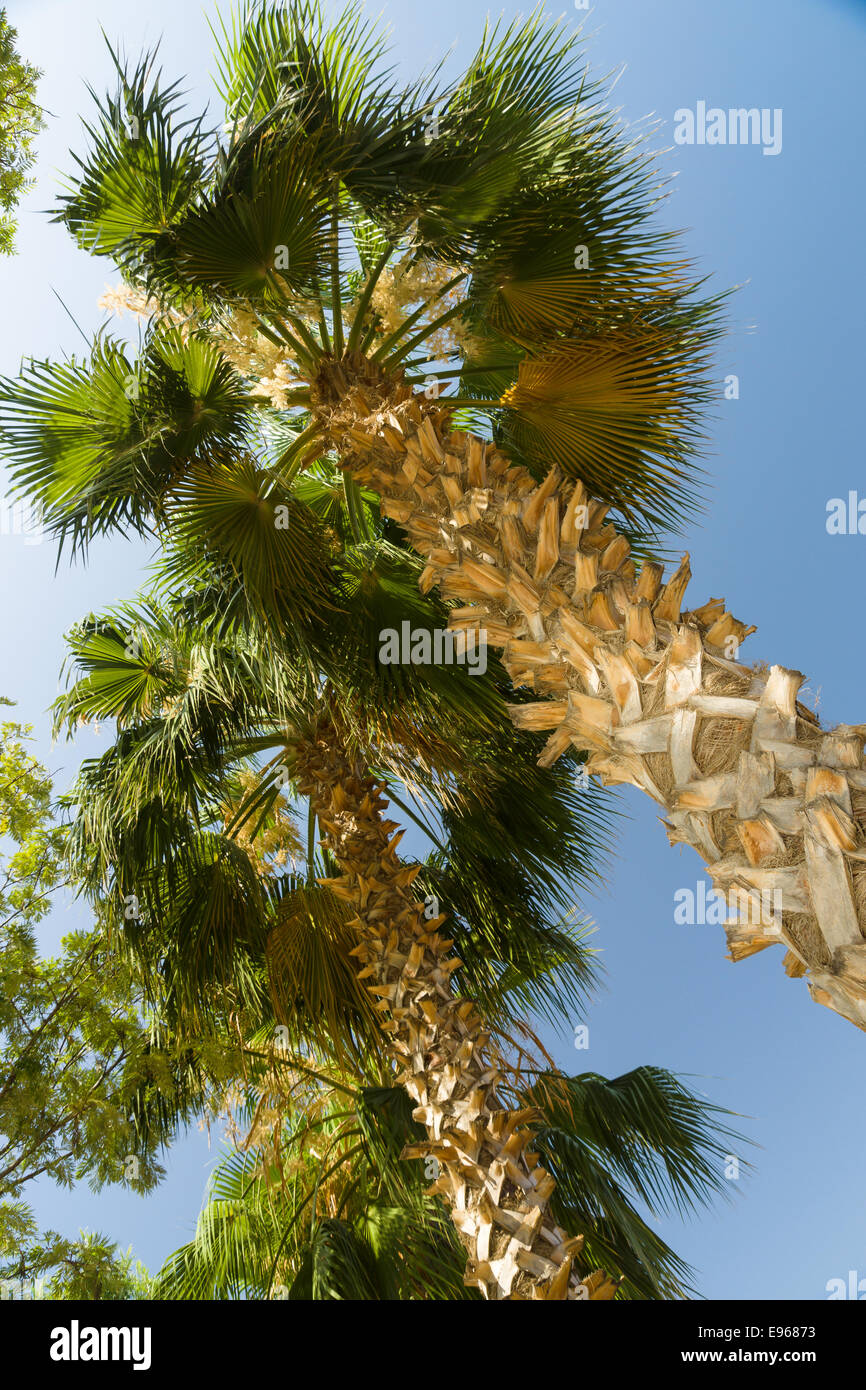 Beautiful tall palm trees hi-res stock photography and images - Alamy