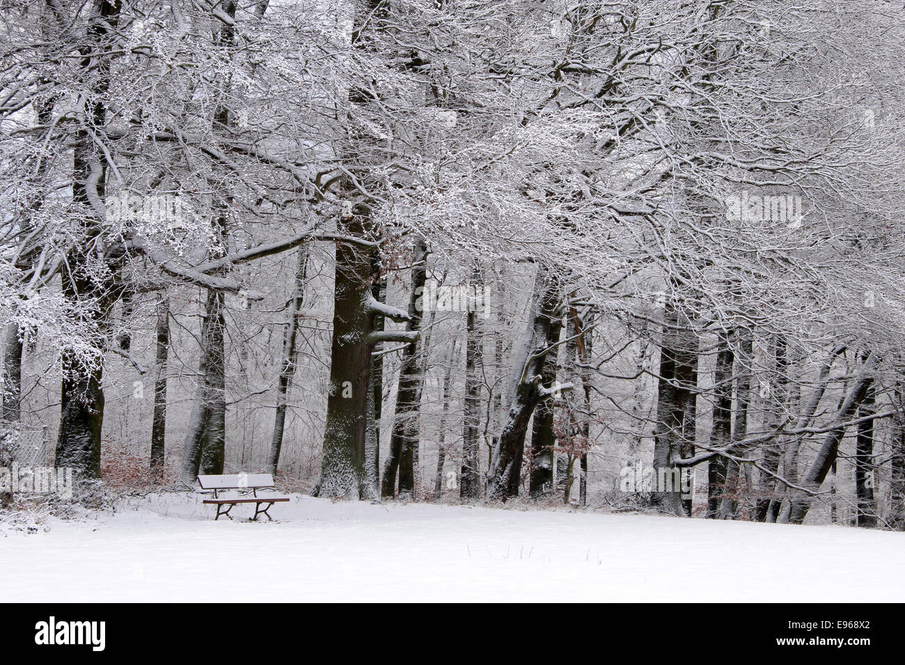 Snow covered park bench and wintry forest in the Taunus mountains ...