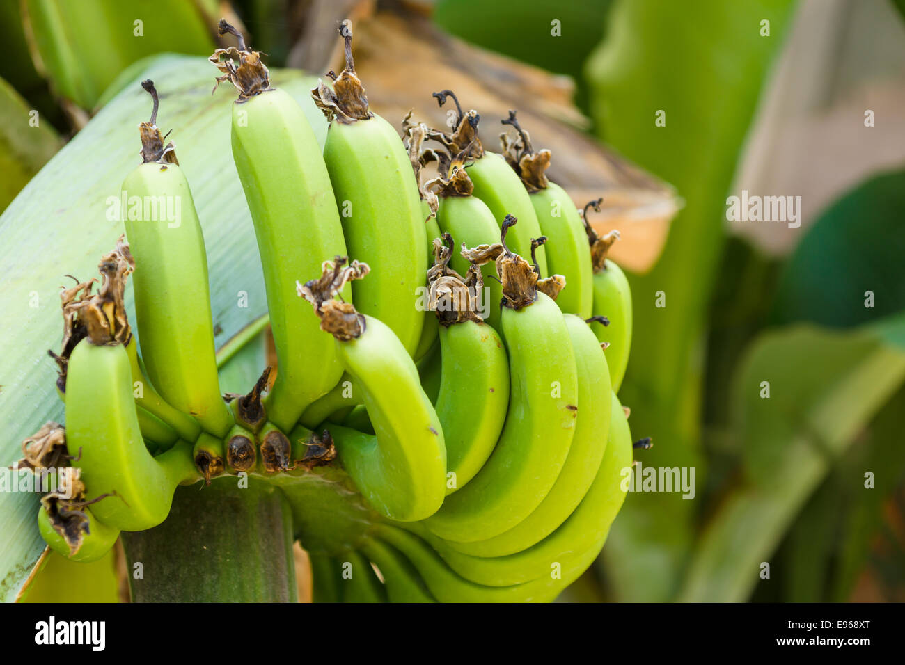 Unripe bananas hi-res stock photography and images - Alamy