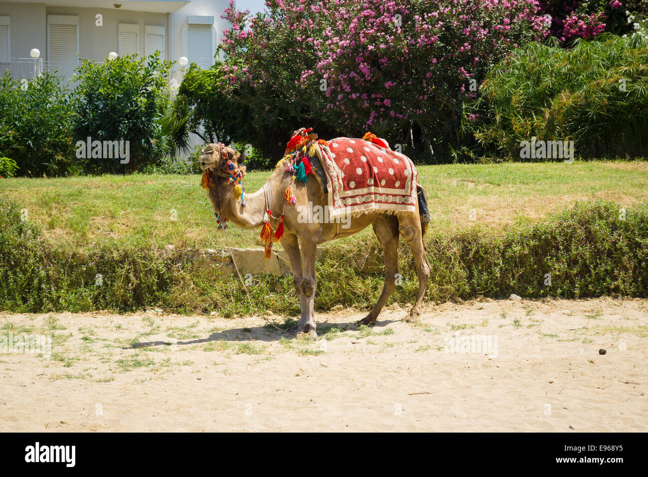 Camel beach turkey hi-res stock photography and images - Alamy