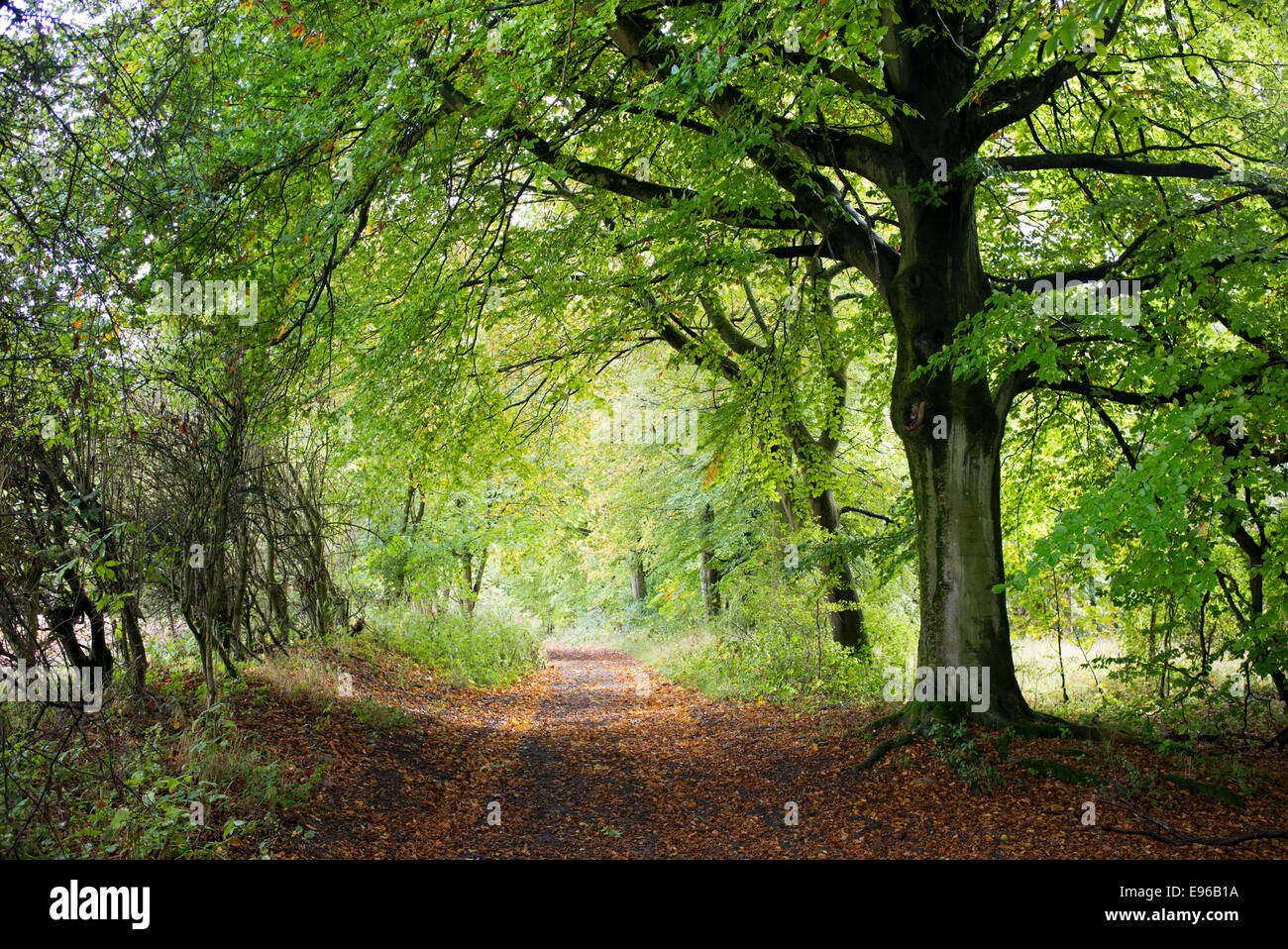 Pathway through Beech trees in an English woodland in autumn Stock ...