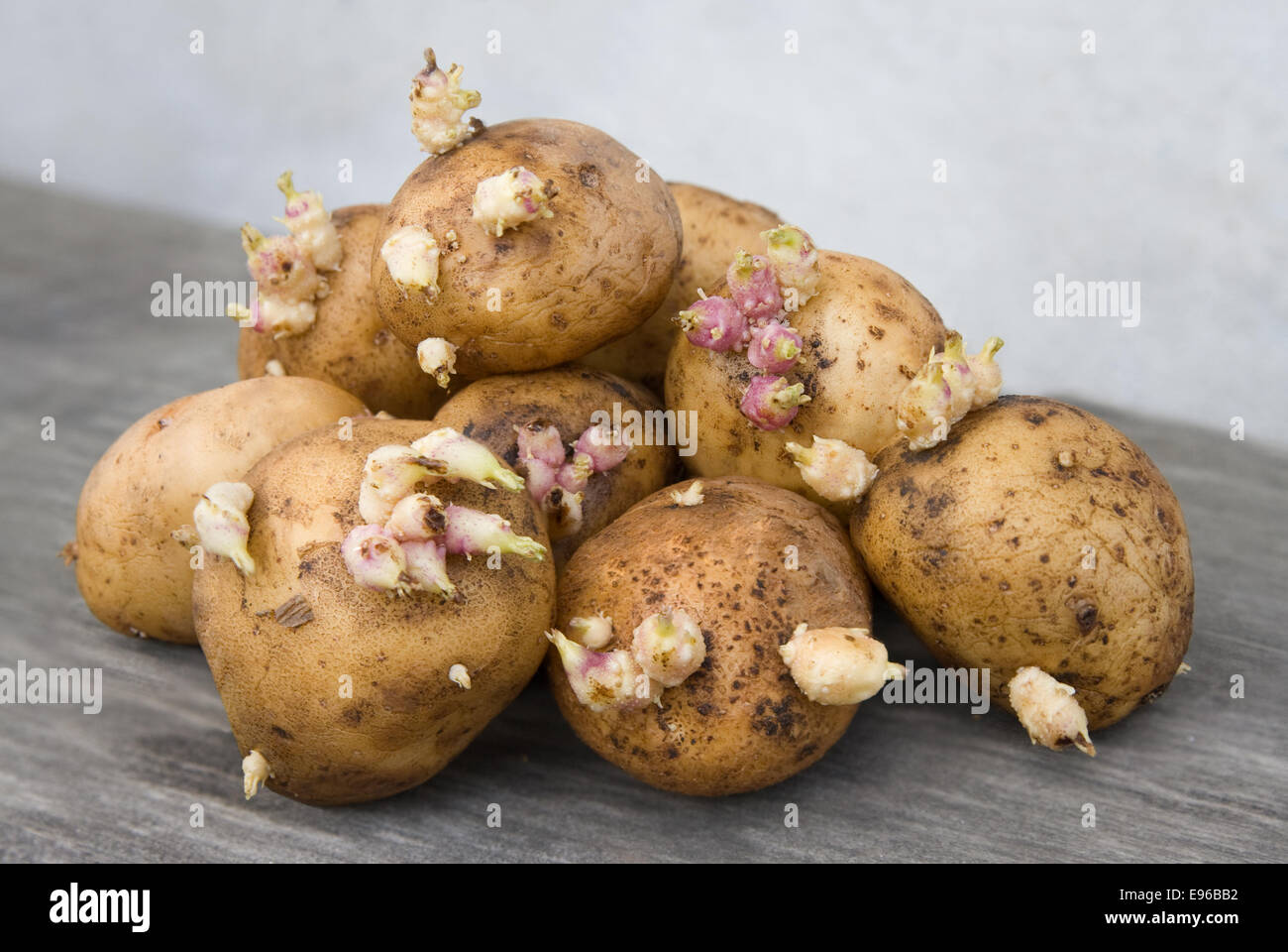 Potato seed hi-res stock photography and images - Alamy