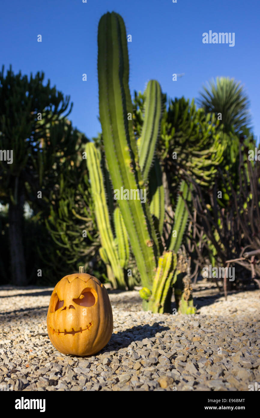 Scary cactus hi-res stock photography and images - Alamy