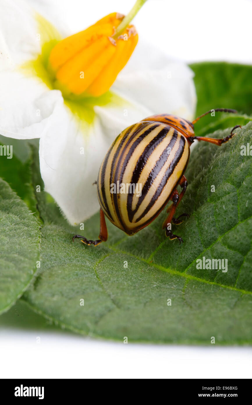 The colorado potato beetle hi-res stock photography and images - Alamy