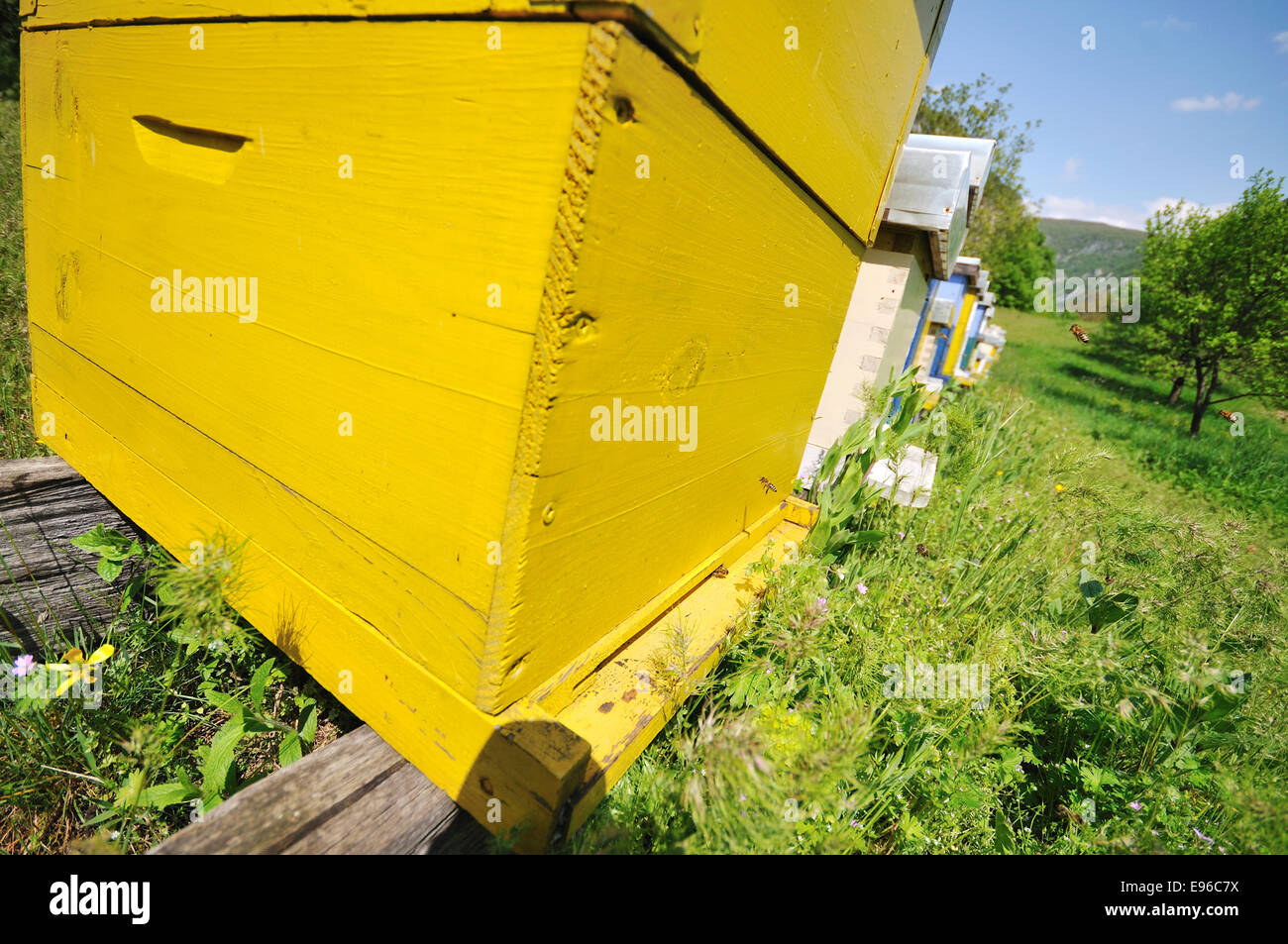 bee home at meadow Stock Photo - Alamy