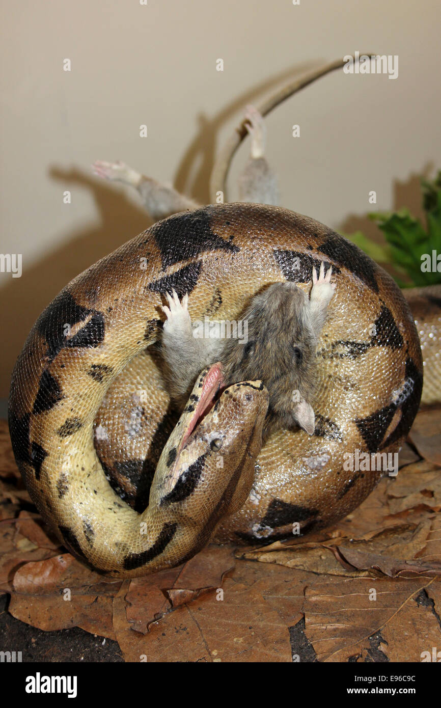 Boa Constrictor Eating Antelope