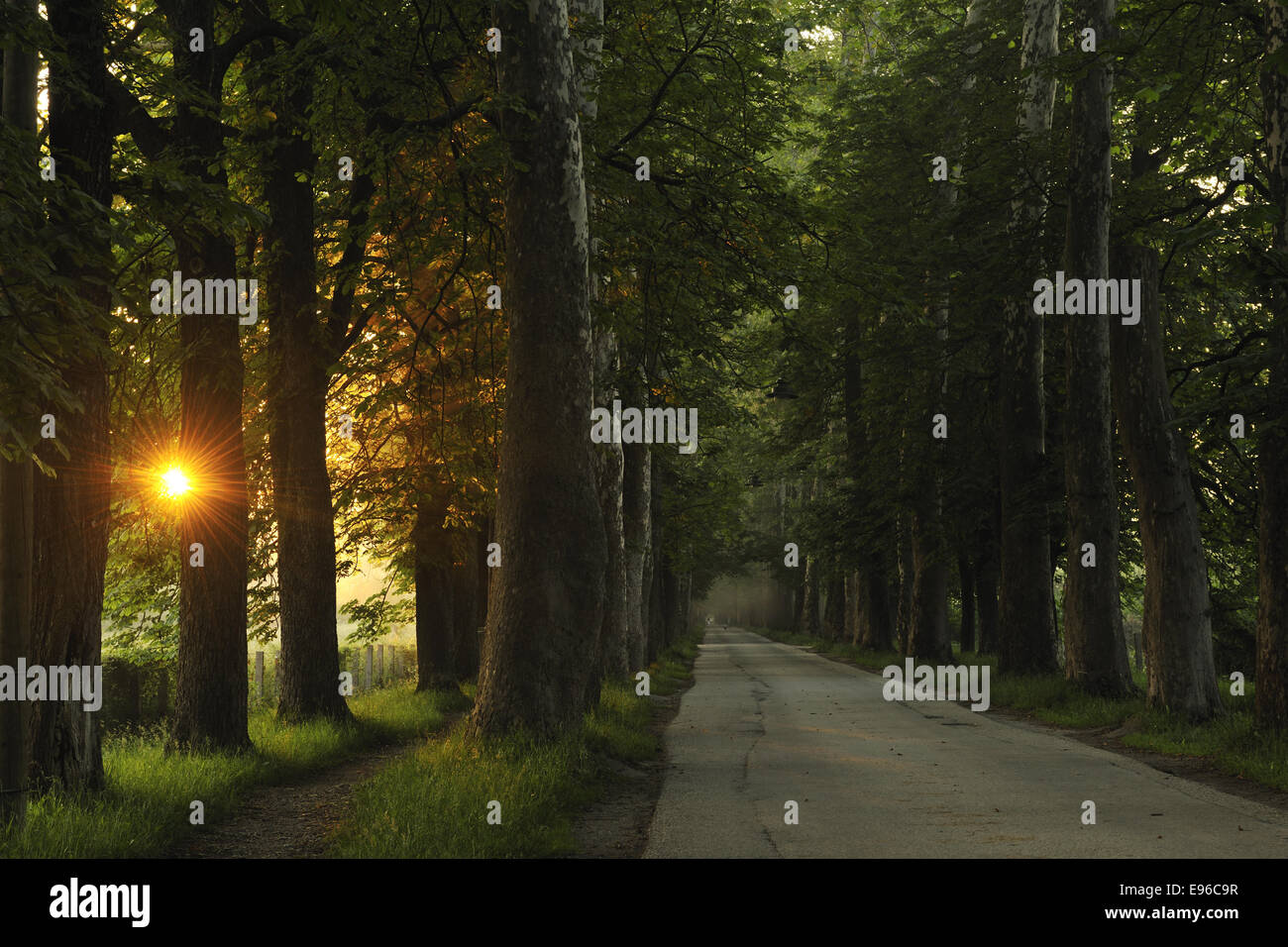 sunrise in beautiful alley Stock Photo - Alamy