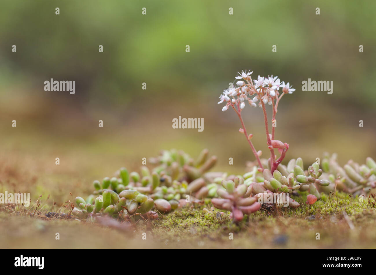 White stonecrop (Sedum album), Germany Stock Photo - Alamy