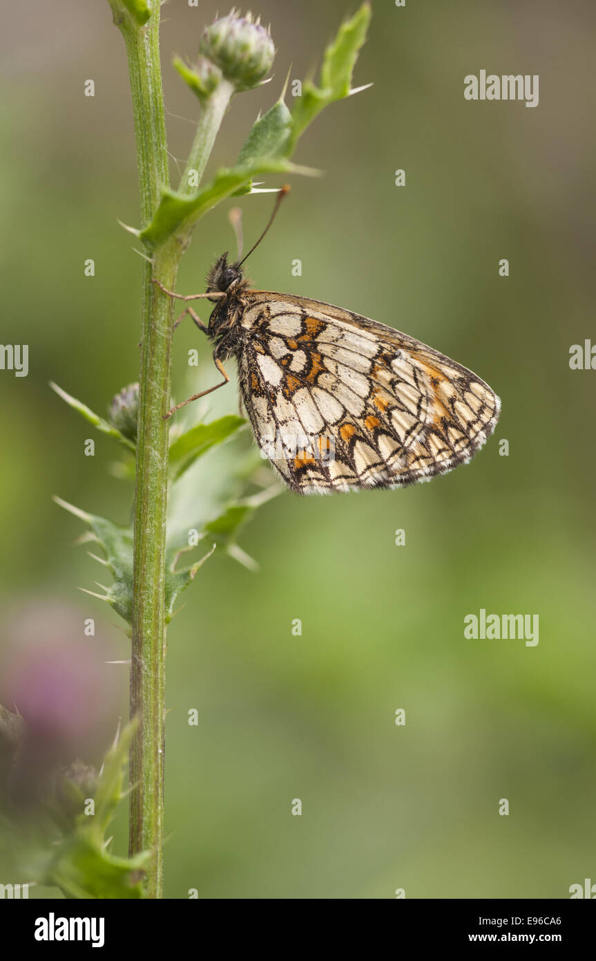 Heath Fritillary (Melitaea athalia), Germany Stock Photo - Alamy