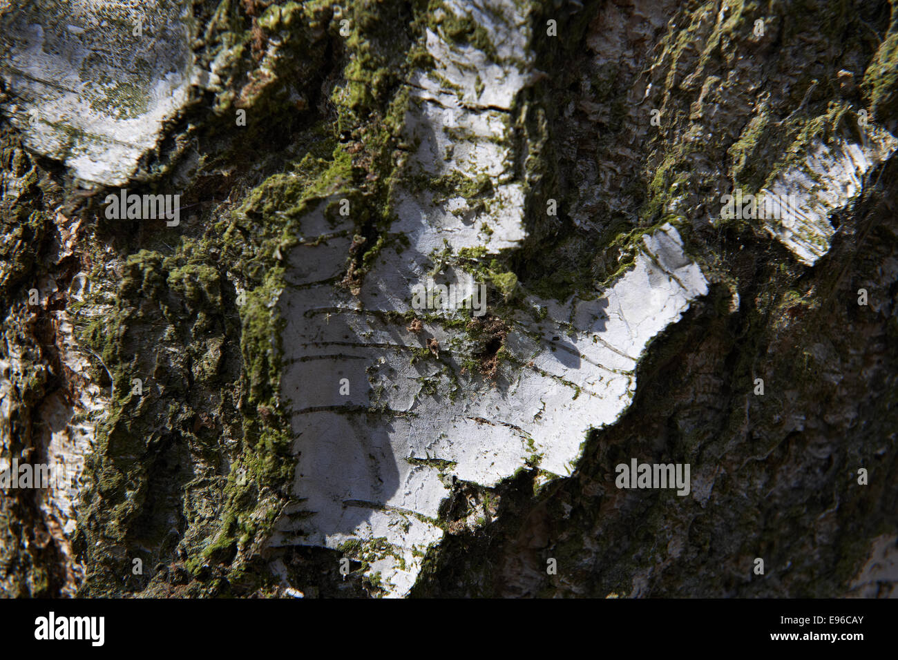 Beaten bark hi-res stock photography and images - Alamy
