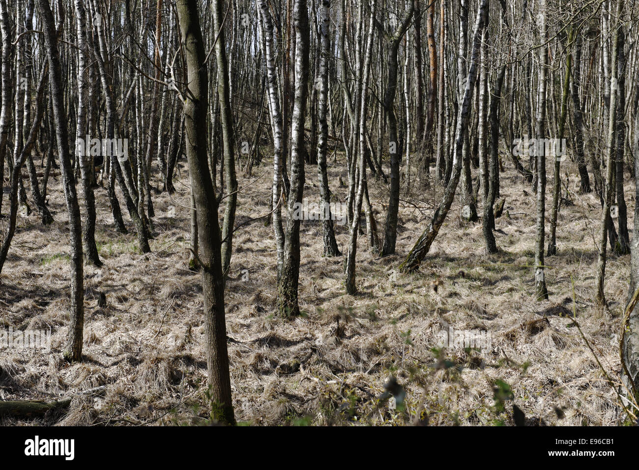 Wagner Heide High Resolution Stock Photography and Images - Alamy