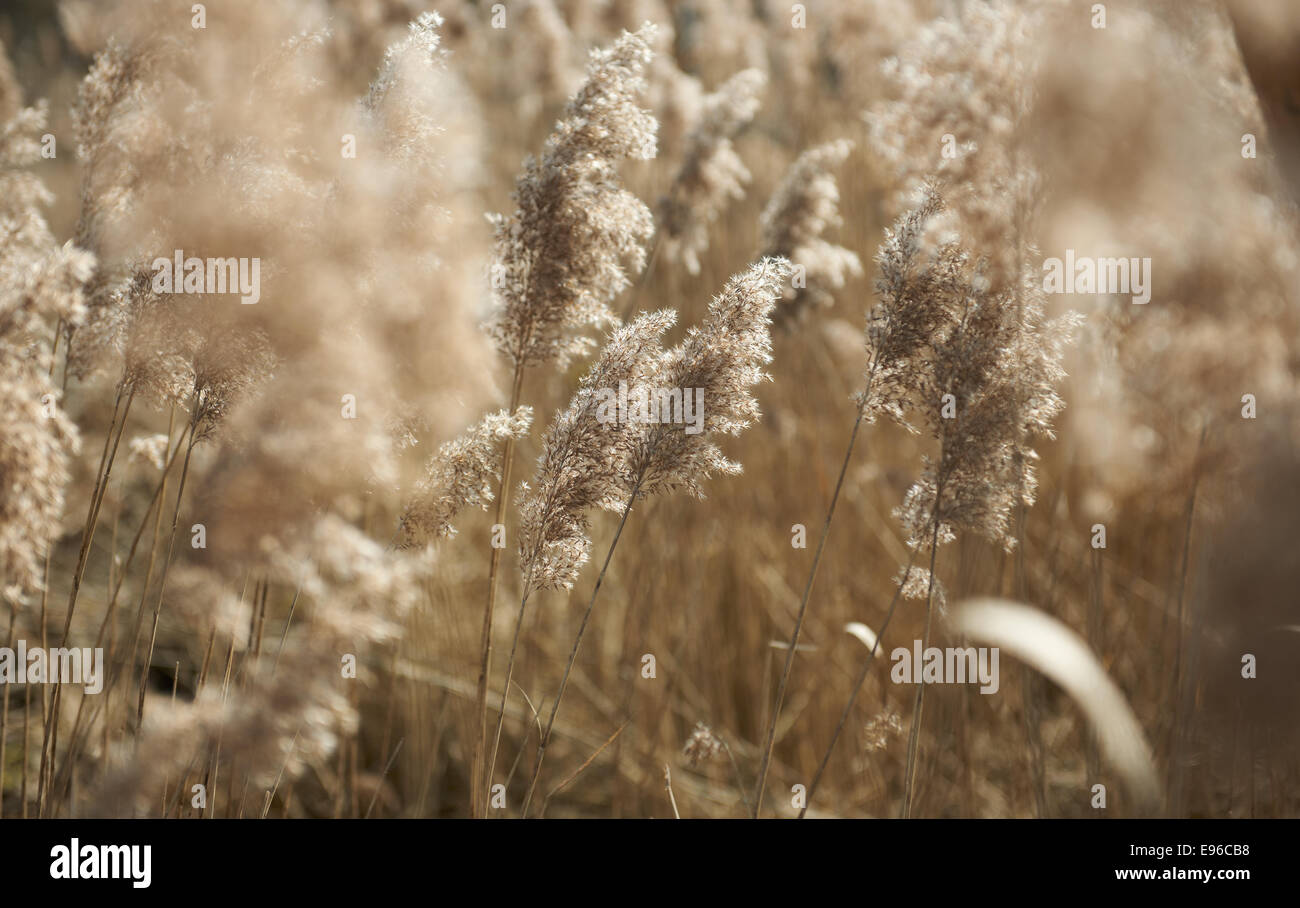 Wagner Heide High Resolution Stock Photography and Images - Alamy