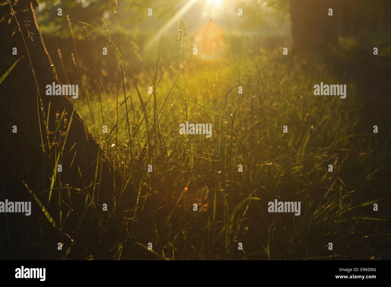 sunrise in beautiful alley Stock Photo - Alamy