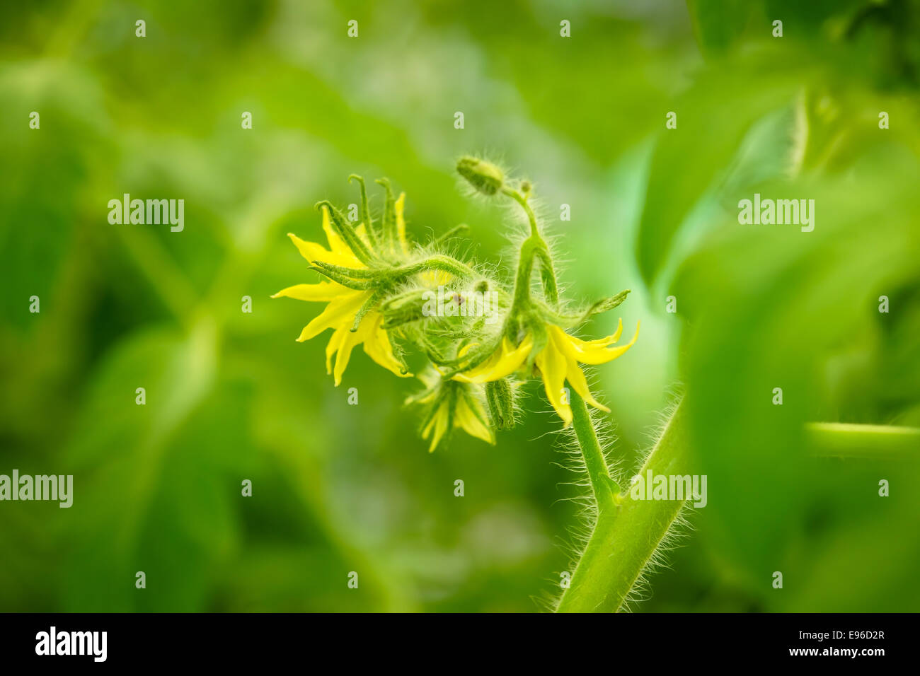 Tomato pollination hi-res stock photography and images - Alamy