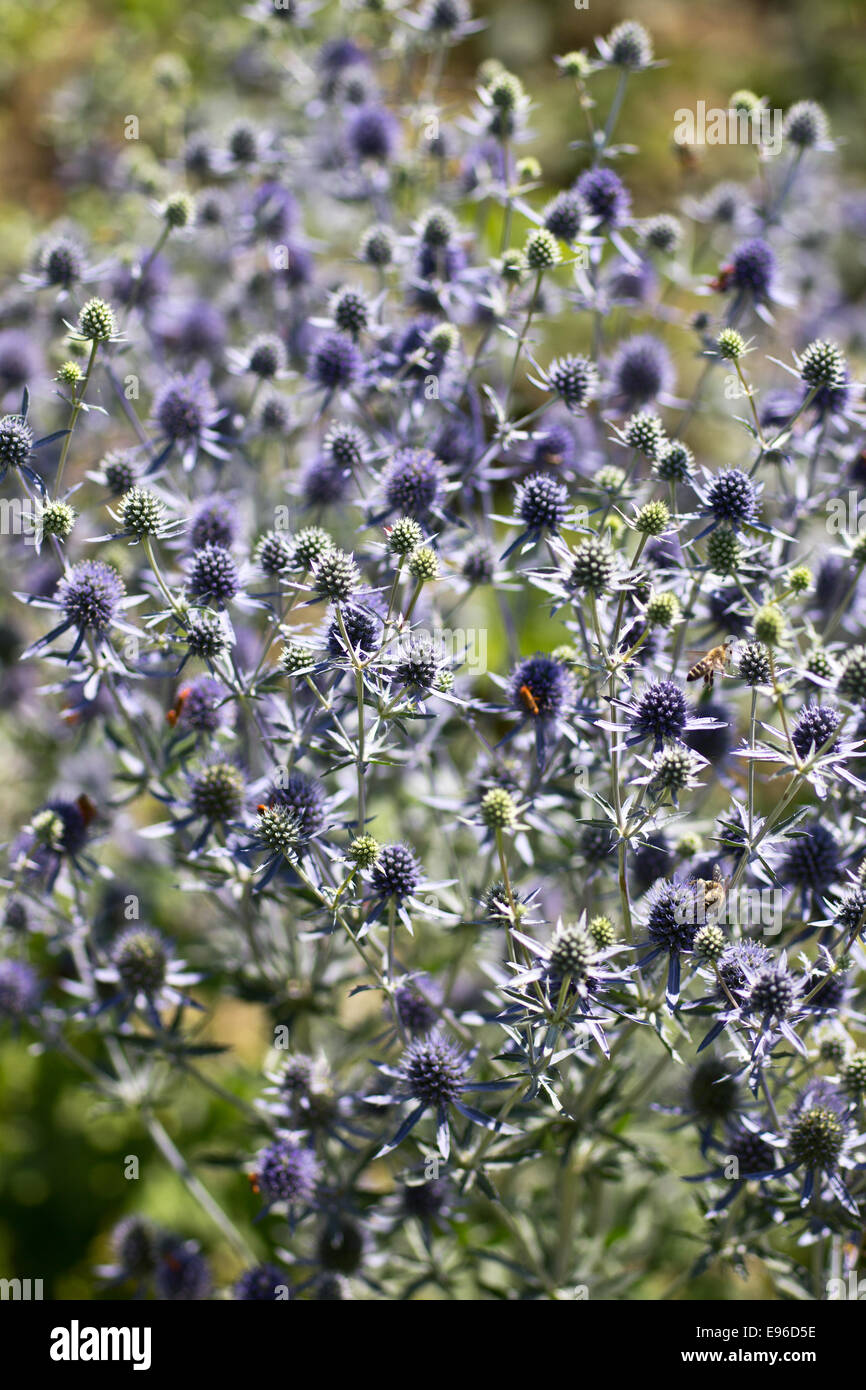 Flat umbels hi-res stock photography and images - Alamy