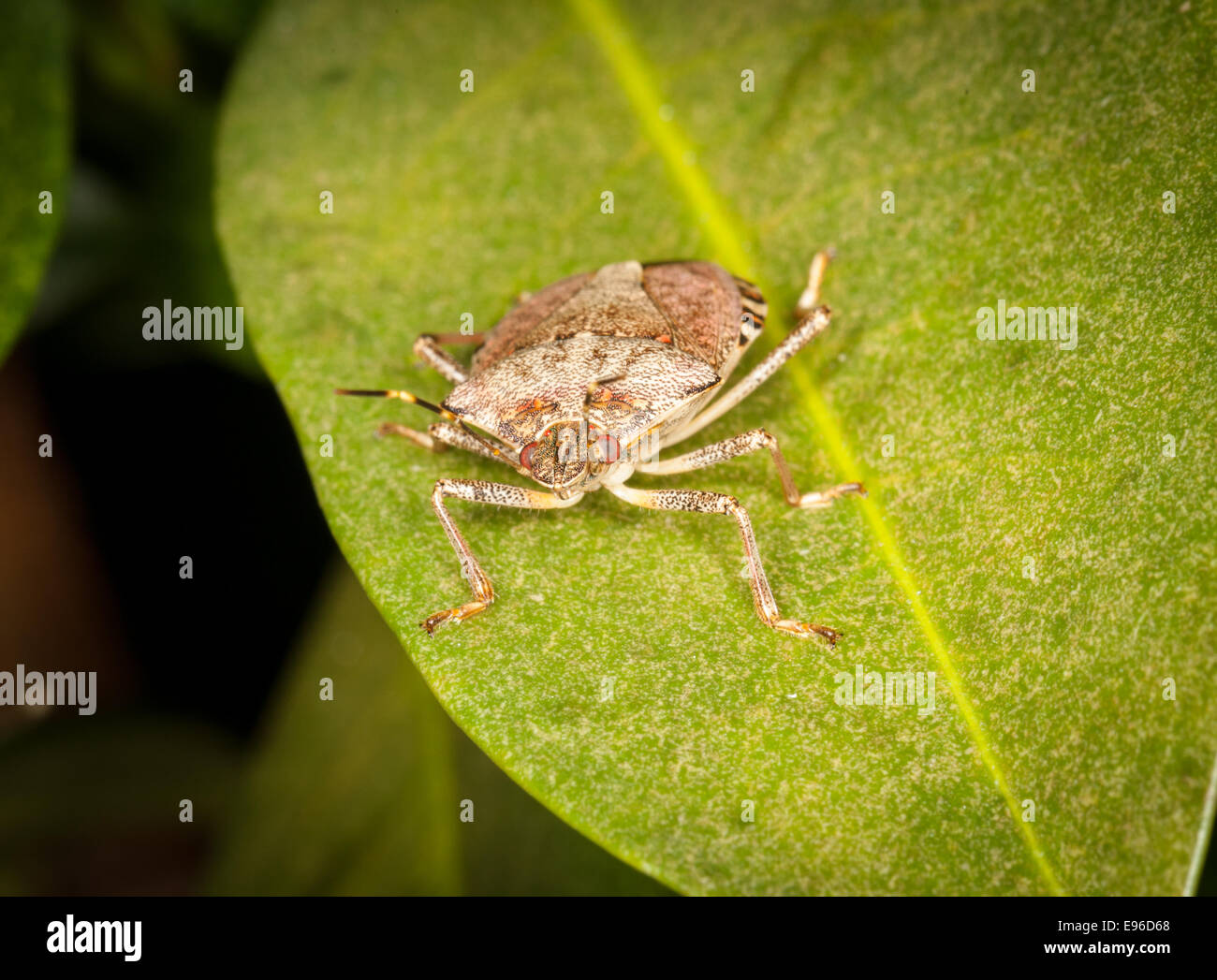 Bug leaf hi-res stock photography and images - Alamy