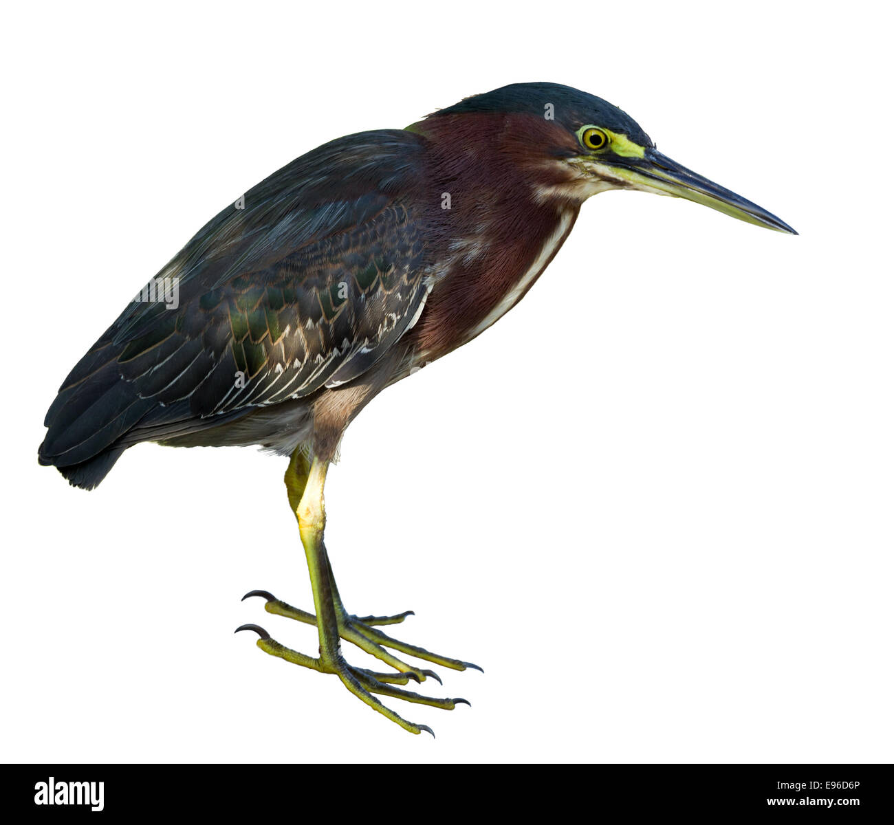 Green Heron isolated on white Stock Photo - Alamy