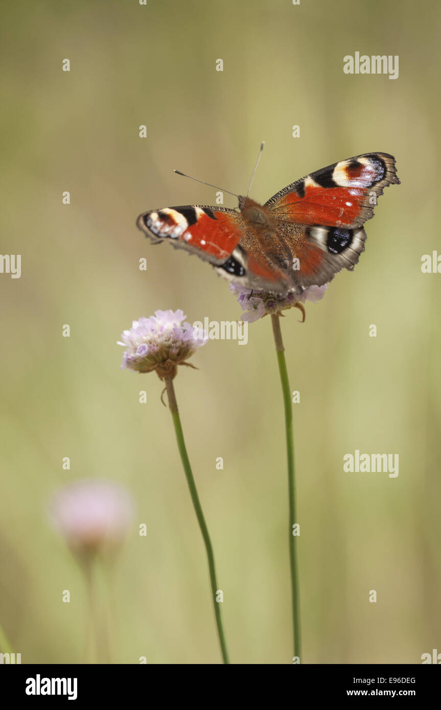 European Peacock (Inachis io), Germany Stock Photo - Alamy