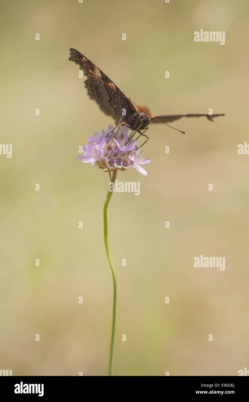 European Peacock (Inachis io), Germany Stock Photo - Alamy