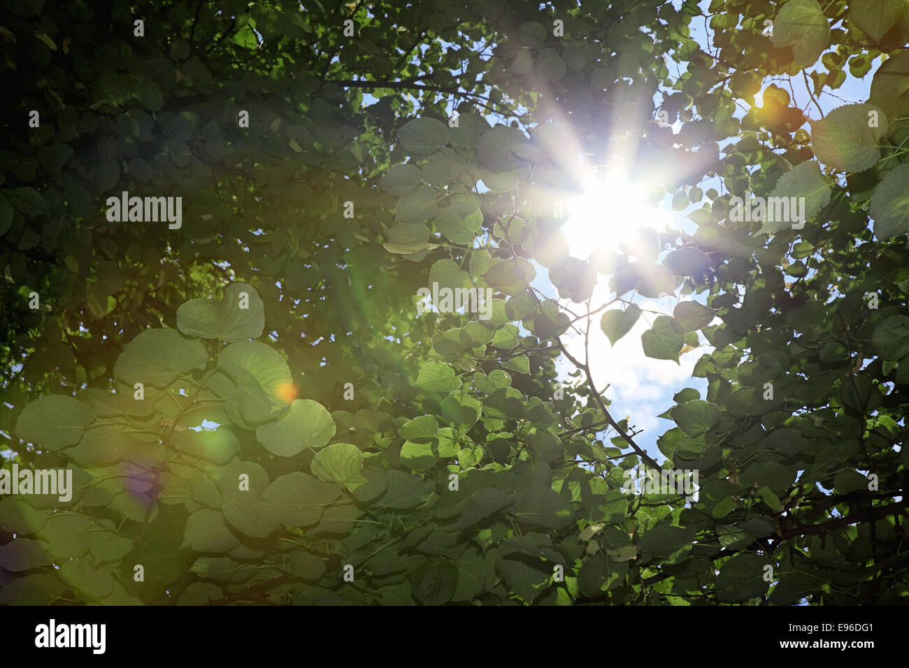 Green leaf and sun hi-res stock photography and images - Alamy