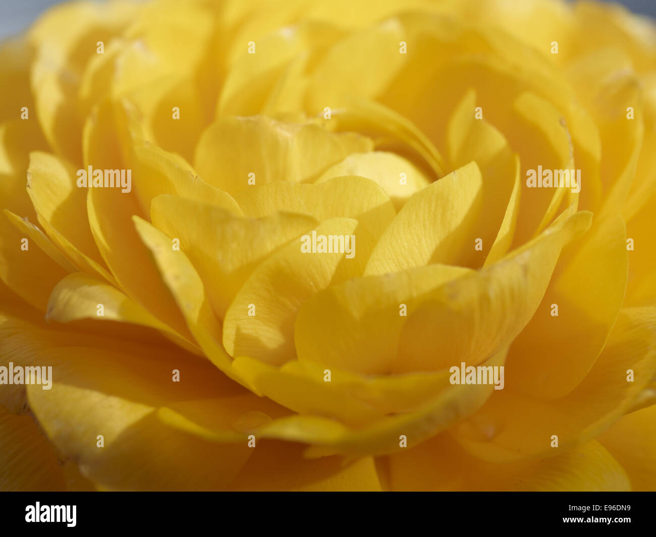 Buttercup yellow hi-res stock photography and images - Alamy