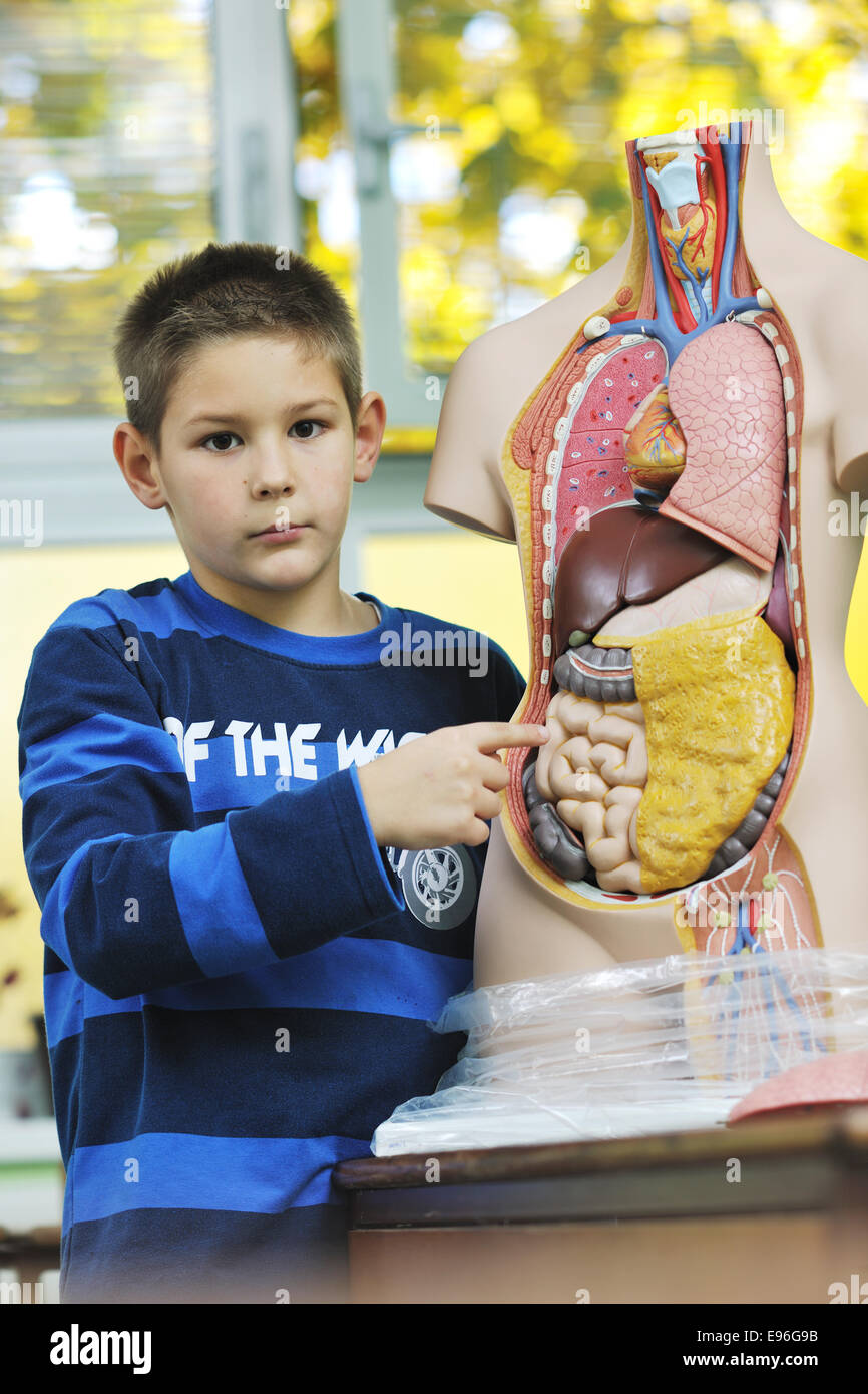 Child adult skeleton anatomy hi-res stock photography and images - Alamy