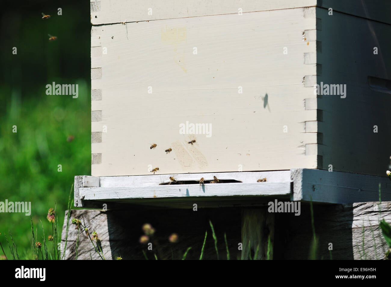 bee home at meadow Stock Photo - Alamy