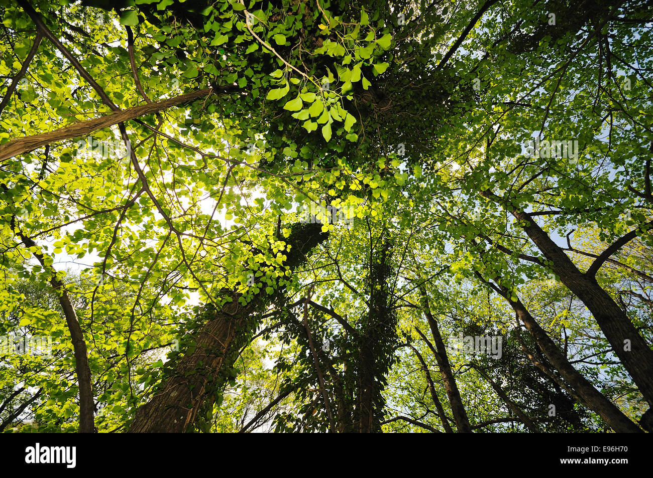 forest tree background Stock Photo - Alamy