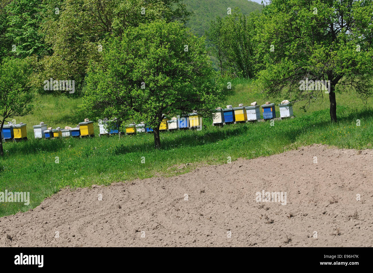 bee home at meadow Stock Photo - Alamy