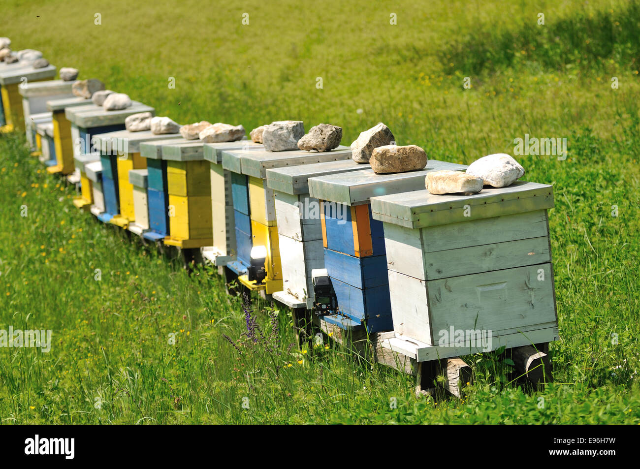 bee home at meadow Stock Photo - Alamy