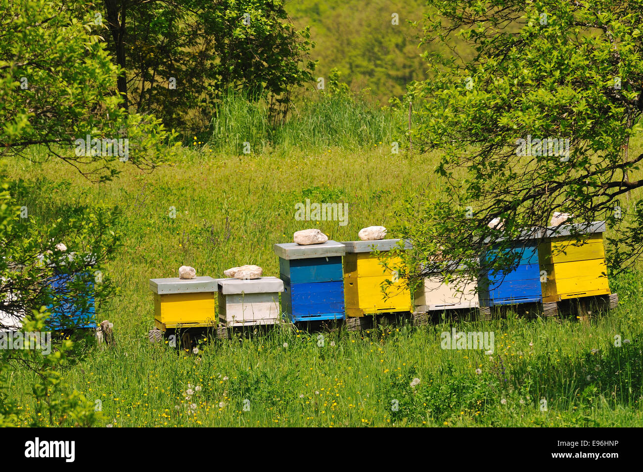 bee home at meadow Stock Photo - Alamy