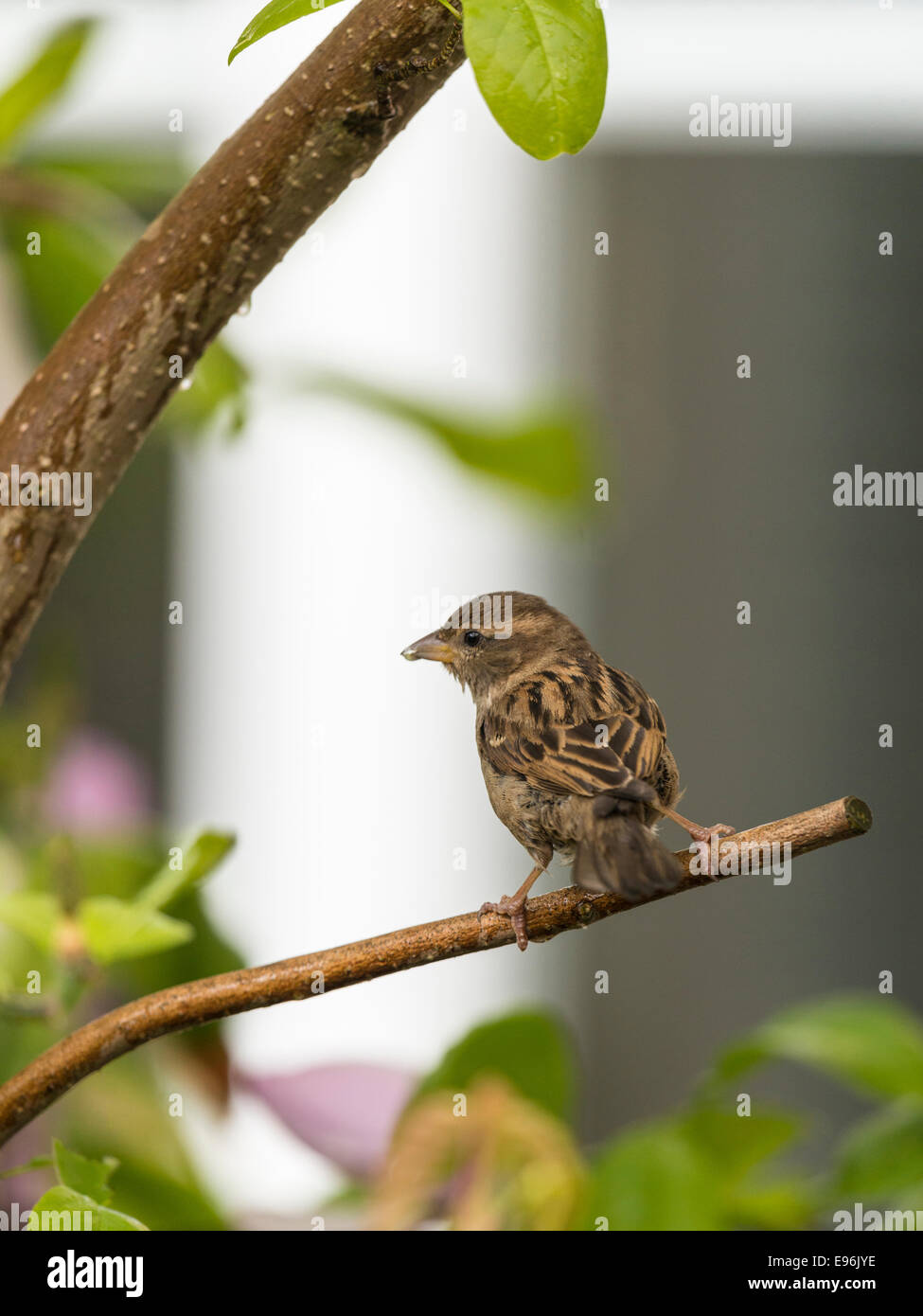 House sparrow on branch in hi-res stock photography and images - Alamy
