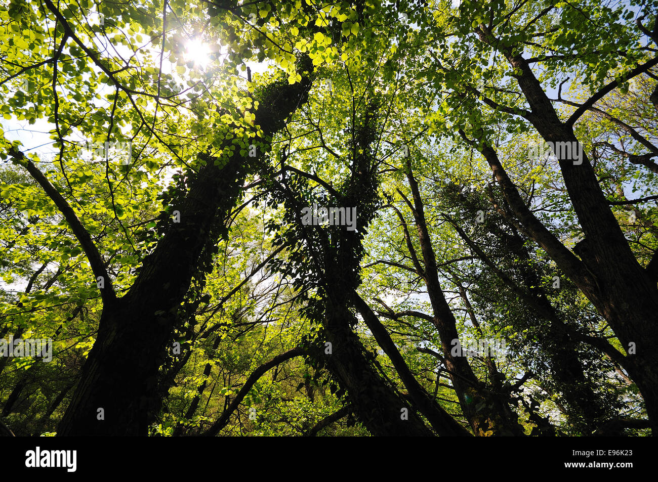 forest tree background Stock Photo - Alamy