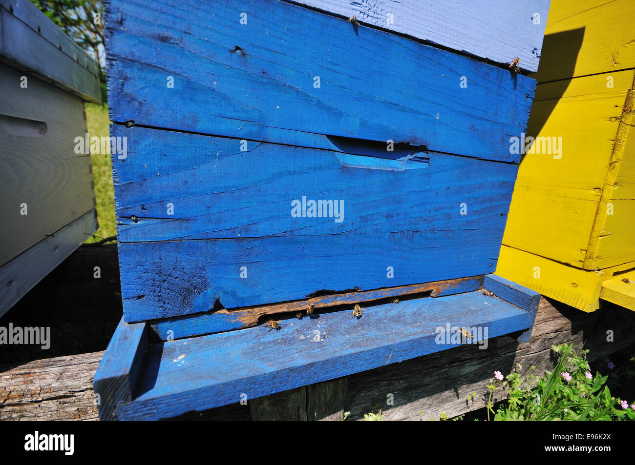 bee home at meadow Stock Photo - Alamy