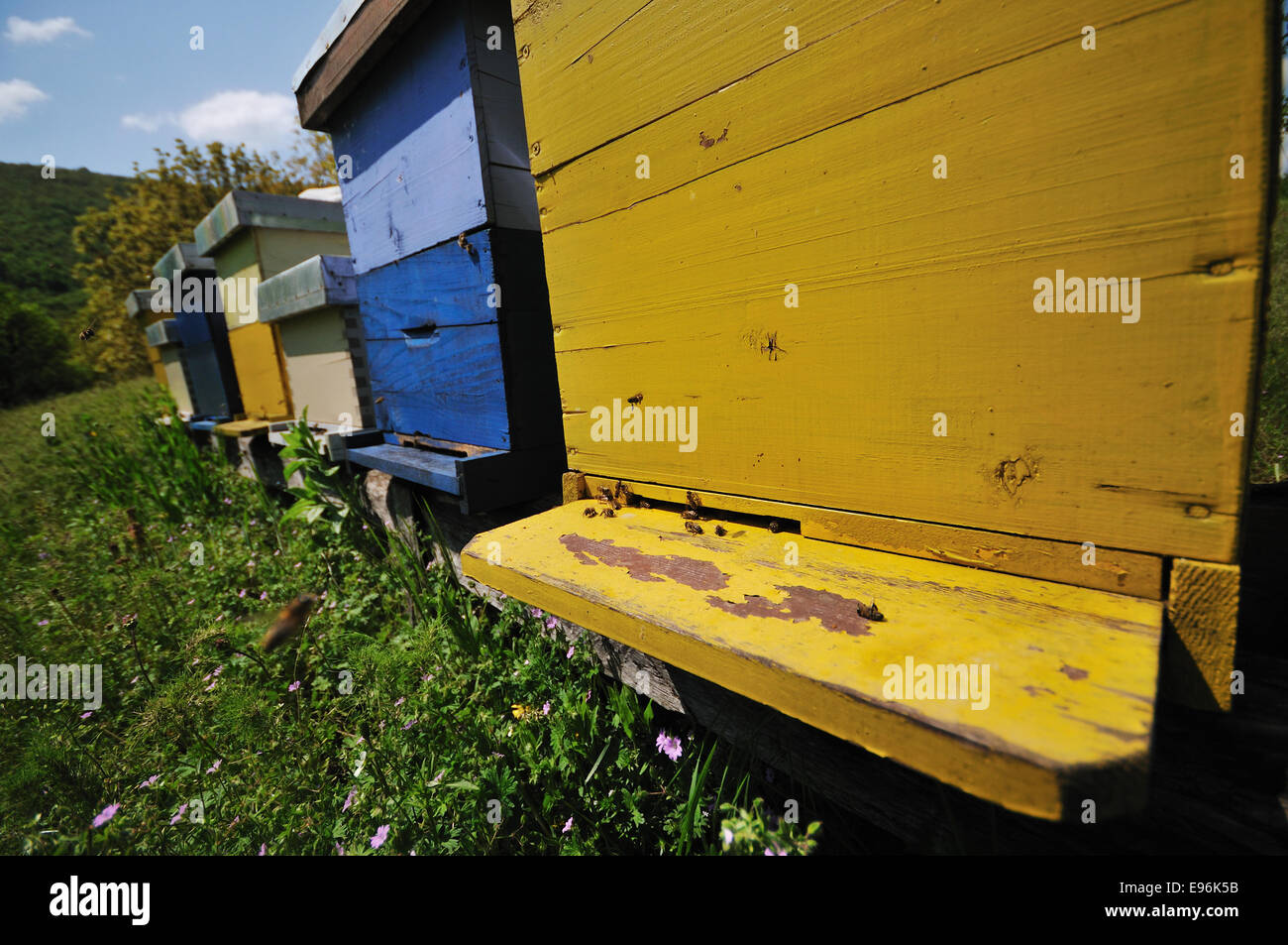 bee home at meadow Stock Photo - Alamy