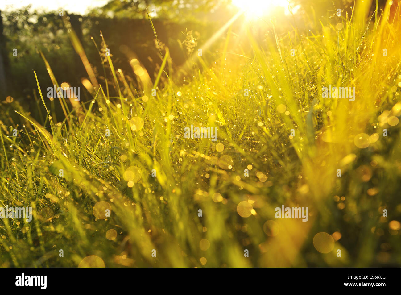 sunrise in beautiful alley Stock Photo - Alamy