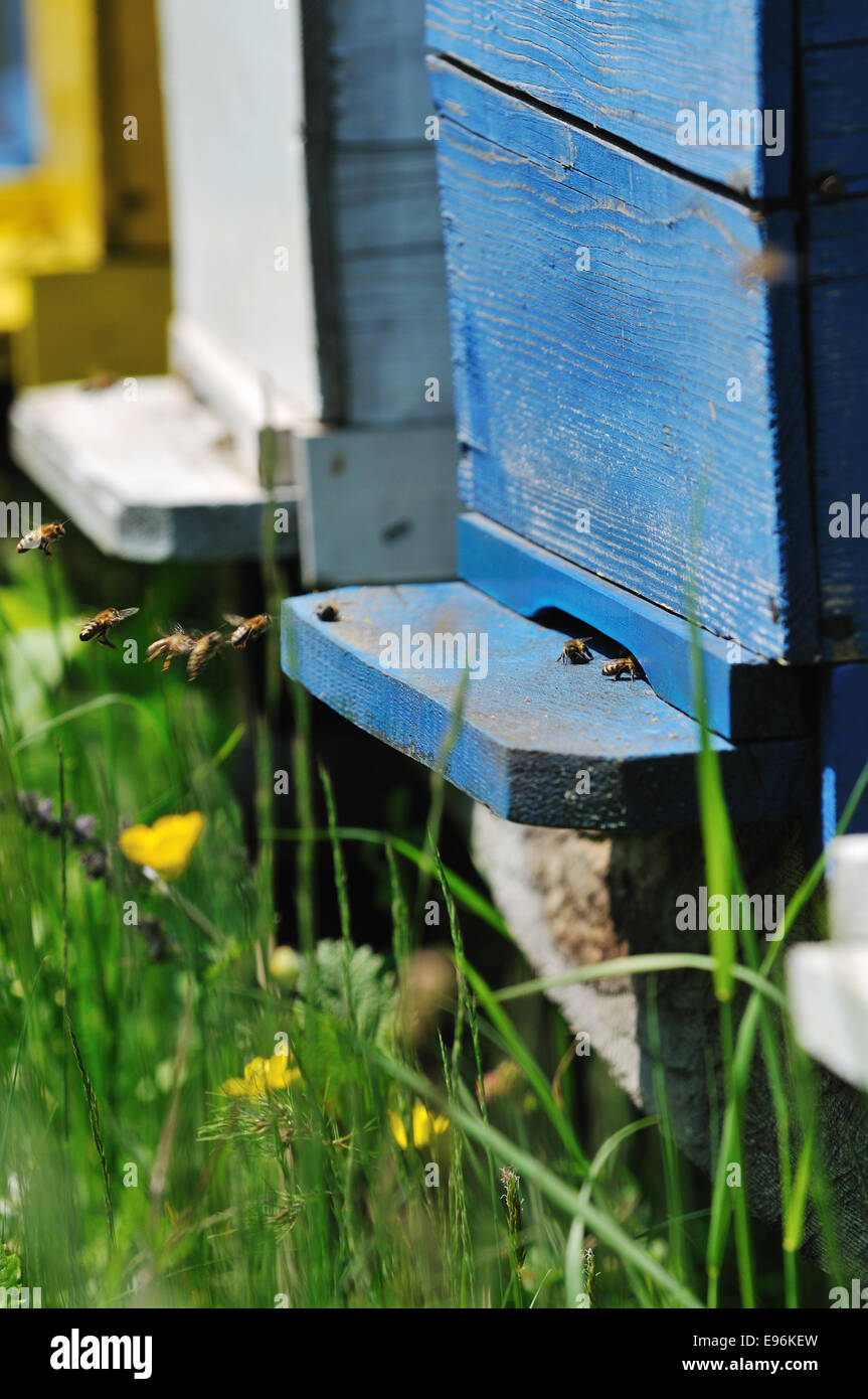 bee home at meadow Stock Photo - Alamy