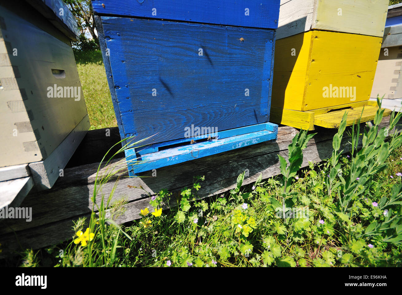 bee home at meadow Stock Photo - Alamy